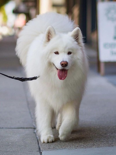 Ini Coconut, Anjing Selebgram yang Gajinya Lebih Besar dari Rp 8 Juta