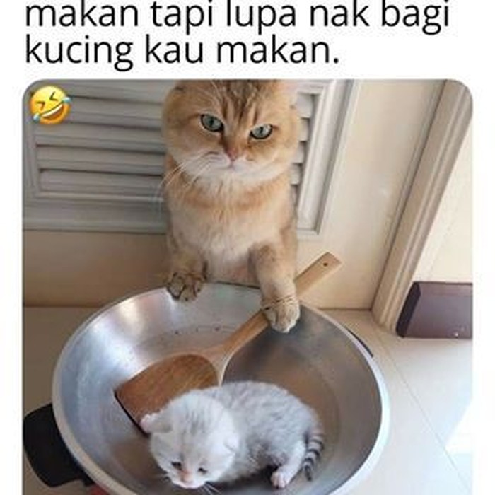 Begini Tingkah Kucing Oren yang Nyebelin Sekaligus Kocak