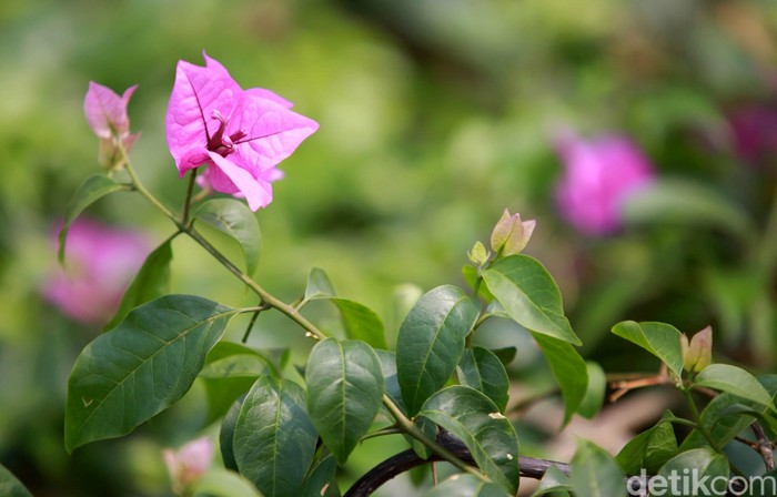 Tanaman Bugenvil Jadi Solusi Pemprov DKI Atasi Polusi Udara