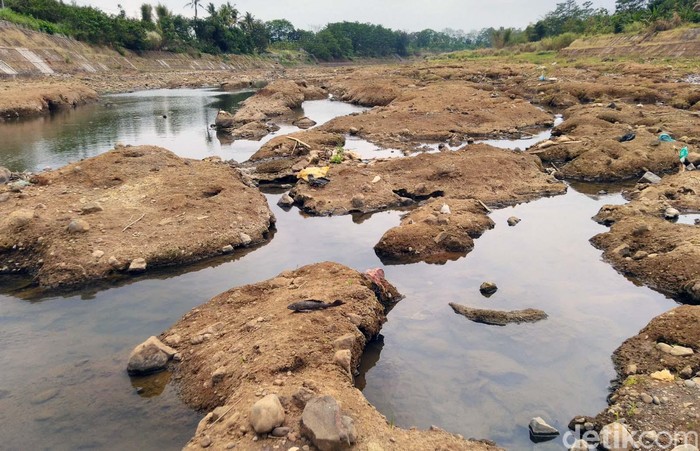 Penampakan Dasar Sungai Citanduy yang Mengering