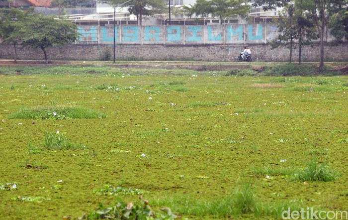 Hijaunya Setu Sawangan yang Dipenuhi Tumbuhan Air