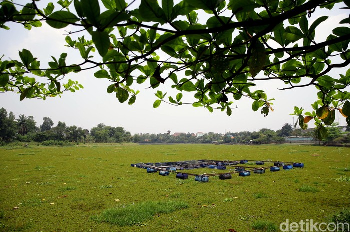Hijaunya Setu Sawangan yang Dipenuhi Tumbuhan Air