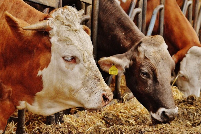 10 Peternakan Terbesar di Dunia Ini Hasilkan Daging hingga Susu Segar