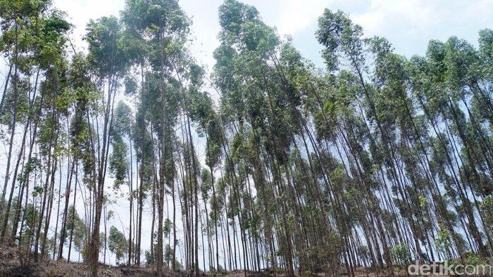 Ini Hutan Industri yang Bakal Jadi Lokasi Ibu Kota RI