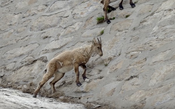 Foto: Kambing-kambing di Dinding, Diam-diam Mendaki