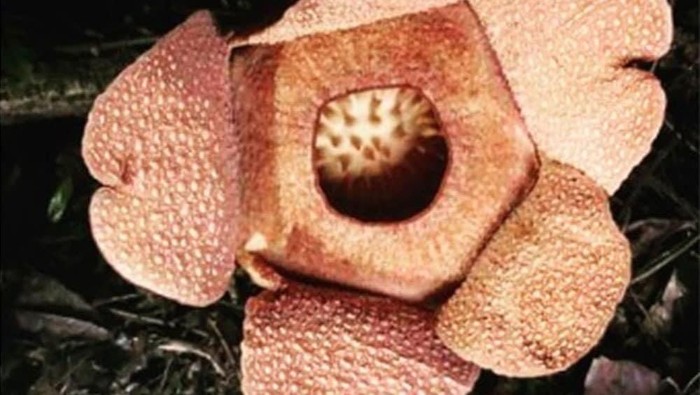 Bunga Rafflesia Mekar di Kebun Raya Bogor! Bunga Rafflesia Mekar di Kebun Raya Bogor!