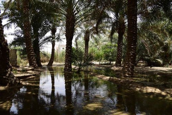 Foto: Oasis Terbesar Dunia di Arab Saudi