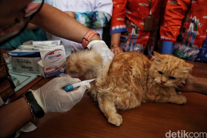 Vaksinasi Rabies Hewan Peliharaan di Jakpus