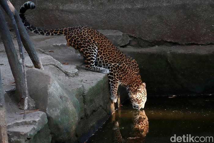 Melihat Macan Tutul Jawa yang Terancam Punah di Kebun Binatang Bandung