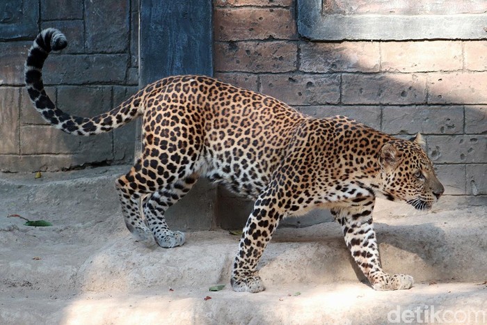 Melihat Macan Tutul Jawa yang Terancam Punah di Kebun Binatang Bandung
