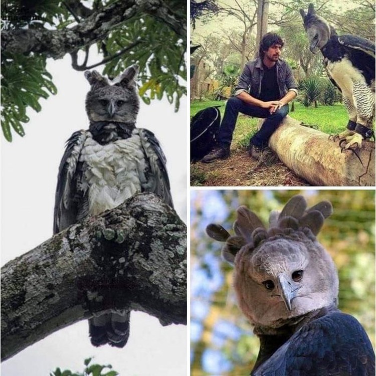 Elang Raksasa Sebesar Manusia, Sungguhan Ada Elang Raksasa Sebesar Manusia, Sungguhan Ada