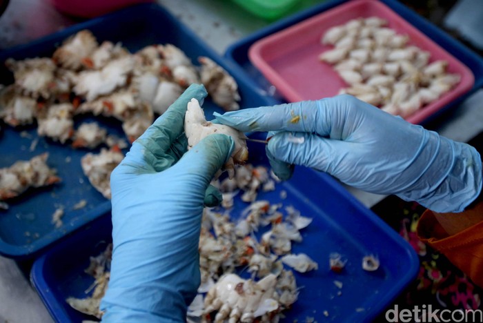 Geliat Usaha Pengolahan Kepiting Rajungan di Natuna