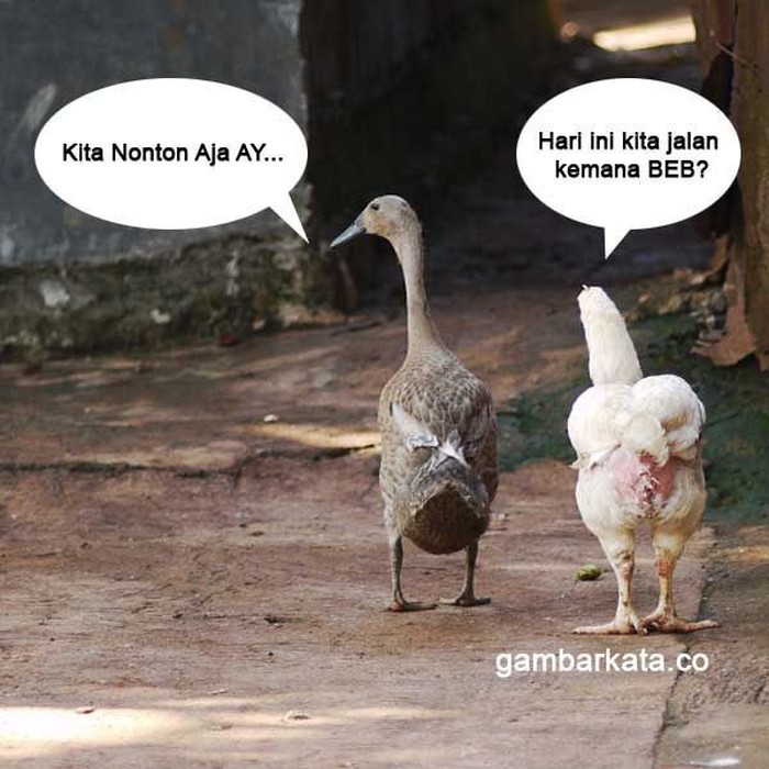 Meme Bebek Ini Tunjukkan Bebek Tak Hanya Enak Digoreng Tapi Juga Bikin ...