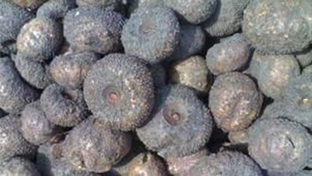 Seluk-beluk Tanaman Porang: Manfaat, Harga, dan Budidaya Seluk-beluk Tanaman Porang: Manfaat, Harga, dan Budidaya