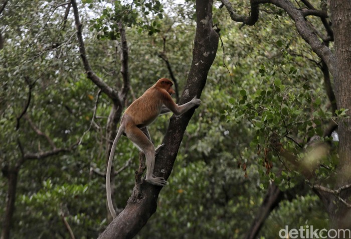 Fakta Menarik Bekantan, Monyet Endemik Kalimantan Maskotnya Ancol