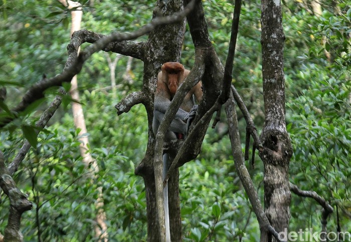 Fakta Menarik Bekantan, Monyet Endemik Kalimantan Maskotnya Ancol