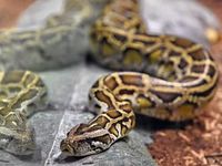 Teror 100 Ribu Ular Python di Amerika