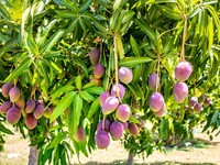 5 Fakta Mangga Irwin Ungu yang Cantik dan Kaya Manfaat