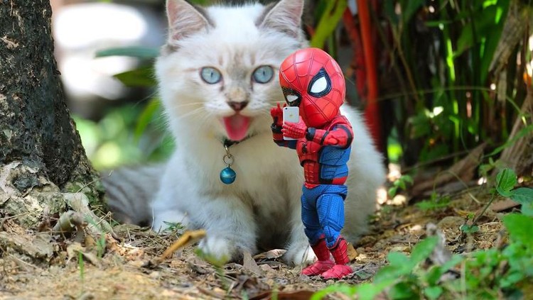 Aksi Lucu Kucing & Spiderman yang Bikin Gemas Aksi Lucu Kucing & Spiderman yang Bikin Gemas