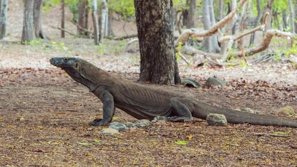 Potret Komodo yang Lahir Tanpa Ayah