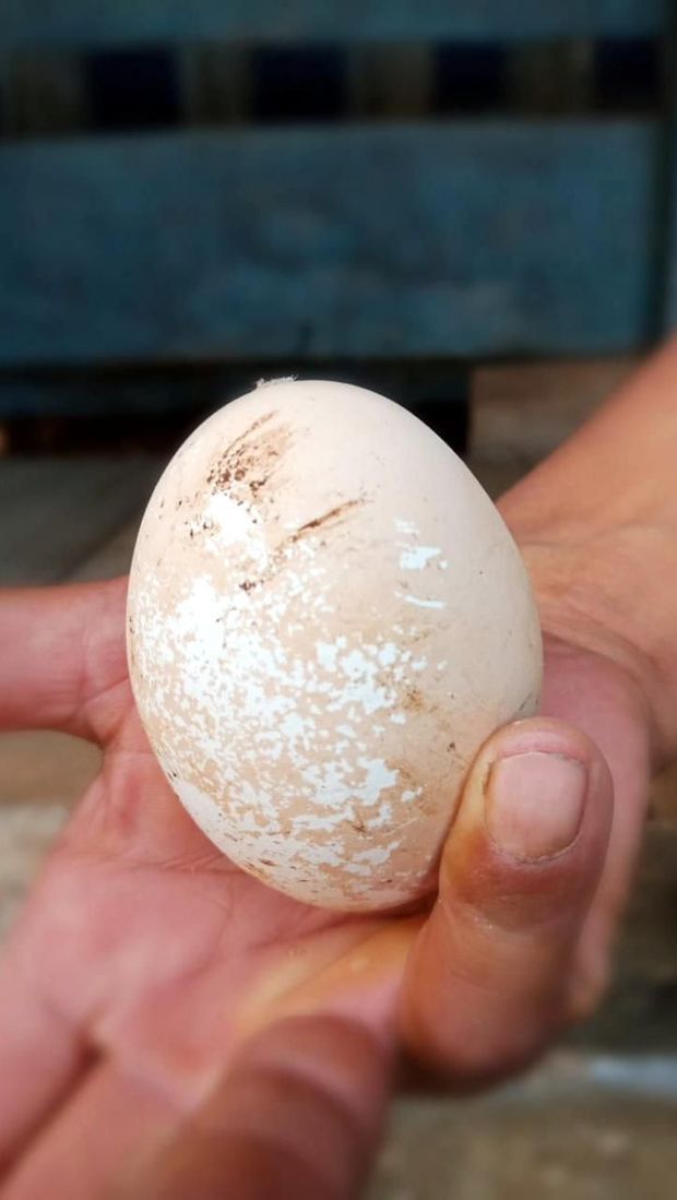Spesies Burung Langka Terekam Kamera di Sulawesi Selatan Spesies Burung Langka Terekam Kamera di Sulawesi Selatan