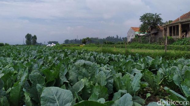 Weekend Tiba, Yuk Telusuri Jalur Gowes di Garut yang Sejuk dan Indah Weekend Tiba, Yuk Telusuri Jalur Gowes di Garut yang Sejuk dan Indah