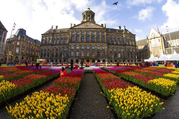 Setangkai Bunga Tulip Belanda