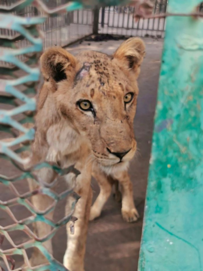 Potret Miris Lima Singa Kurus Kurang Gizi, tapi Akhirnya Hepi