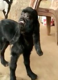 Heboh Kambing 'Berwajah Manusia' dan Disembah bagai Dewa