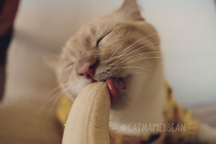 Mirip Model Profesional, Pose Kucing Ini Saat Makan Pisang Bikin Ngakak