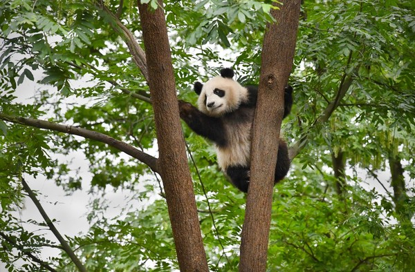 Potret Panda-panda yang Menggemaskan di China