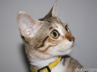 Pakar UGM Ungkap Tips Cegah Kutu Kucing atau Pinjal pada Hewan Kesayangan