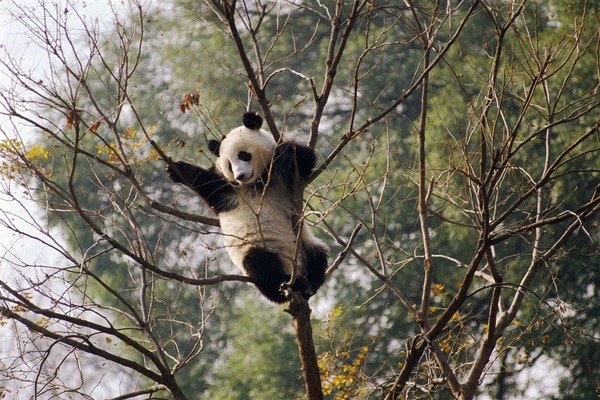 Potret Panda-panda yang Menggemaskan di China