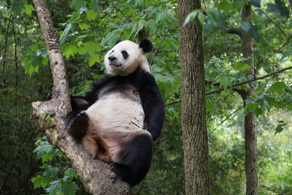 Potret Panda-panda yang Menggemaskan di China