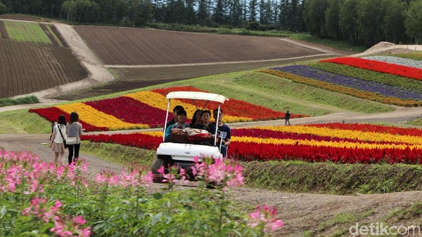 Hamparan Kebun Bunga Cantik di Hokkaido Jepang