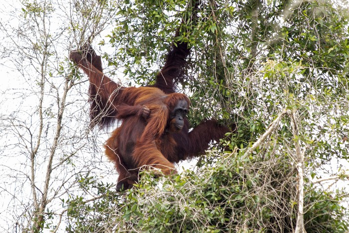 Penyelamatan Orang Utan di Ketapang yang Bikin Haru Penyelamatan Orang Utan di Ketapang yang Bikin Haru