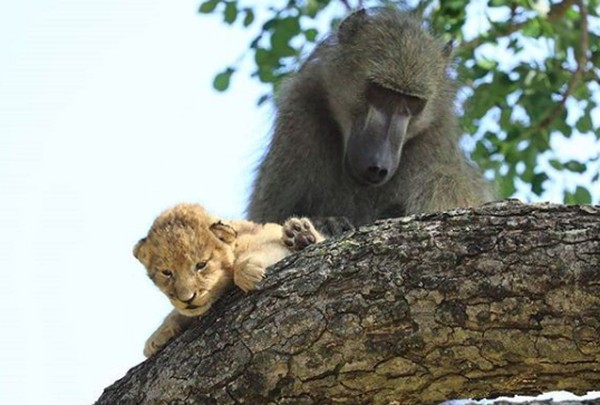 Posesif! Potret Babon 'Culik' Bayi Singa di Afrika