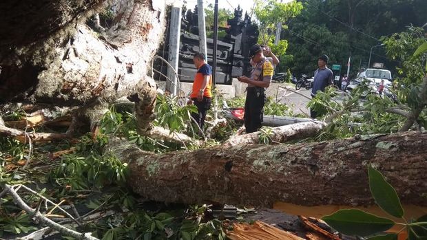 Pohon Tumbang Timpa Pura Kahyangan di Badung Bali, 1 Orang Luka Pohon Tumbang Timpa Pura Kahyangan di Badung Bali, 1 Orang Luka