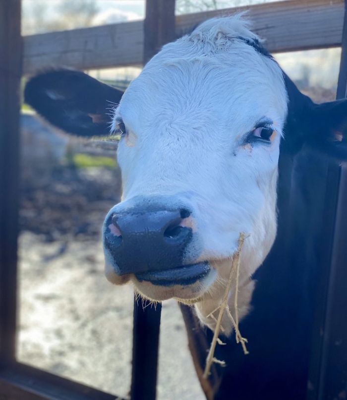 Lucu Banget! Akun Twitter Ini Unggah Foto Sapi Imut Setiap Harinya