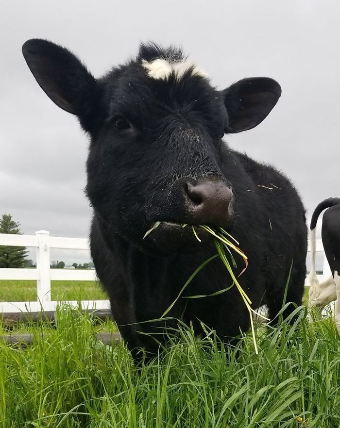 Lucu Banget! Akun Twitter Ini Unggah Foto Sapi Imut Setiap Harinya