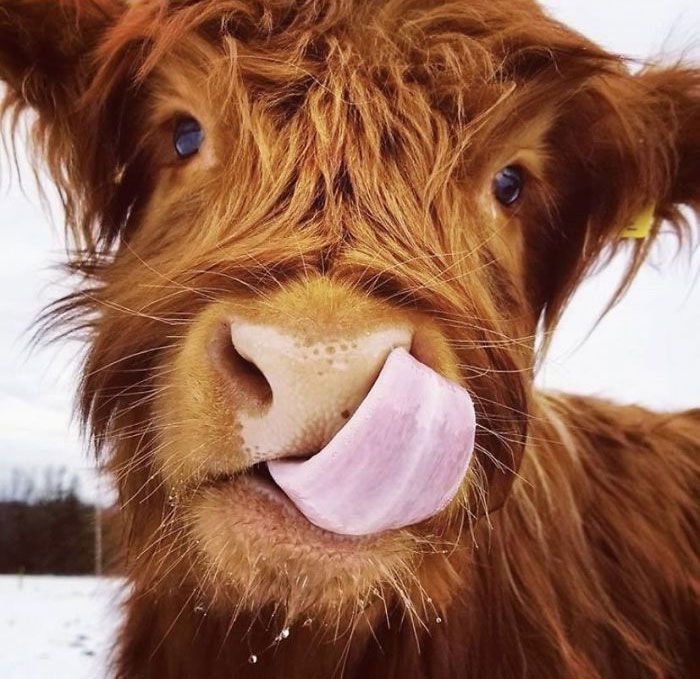 Lucu Banget! Akun Twitter Ini Unggah Foto Sapi Imut Setiap Harinya