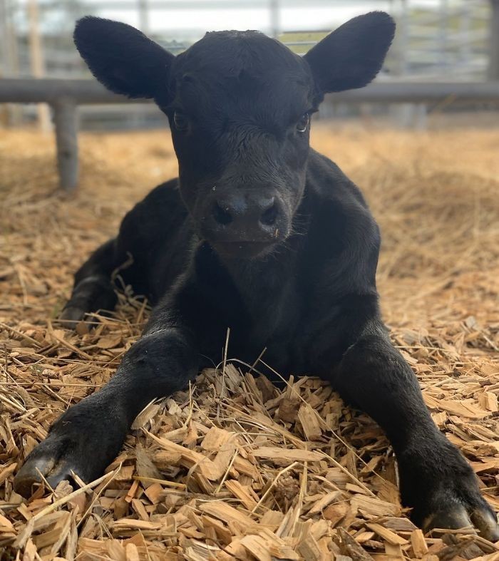 Lucu Banget! Akun Twitter Ini Unggah Foto Sapi Imut Setiap Harinya