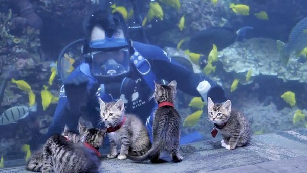 Gembiranya Anak-Anak Kucing Lihat Ikan di Akuarium Raksasa