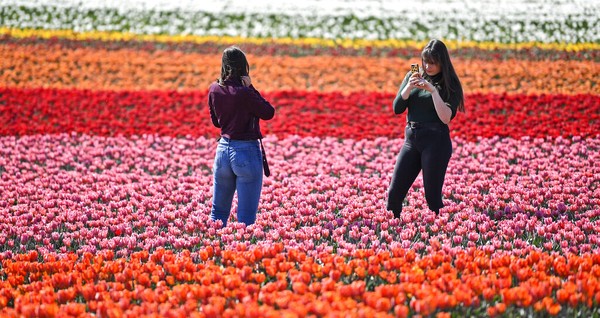 Pesona Ribuan Bunga Tulip Bermekaran di Jerman