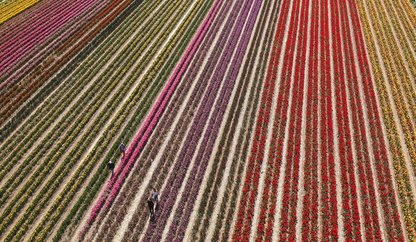 Pesona Ribuan Bunga Tulip Bermekaran di Jerman