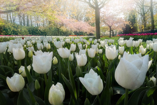Mengintip Taman Bunga Tulip Terindah di Dunia