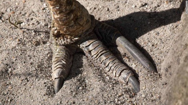 Potret Kasuari dan Kilau Bulunya yang Unik