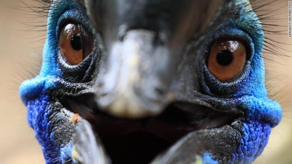 Potret Kasuari dan Kilau Bulunya yang Unik