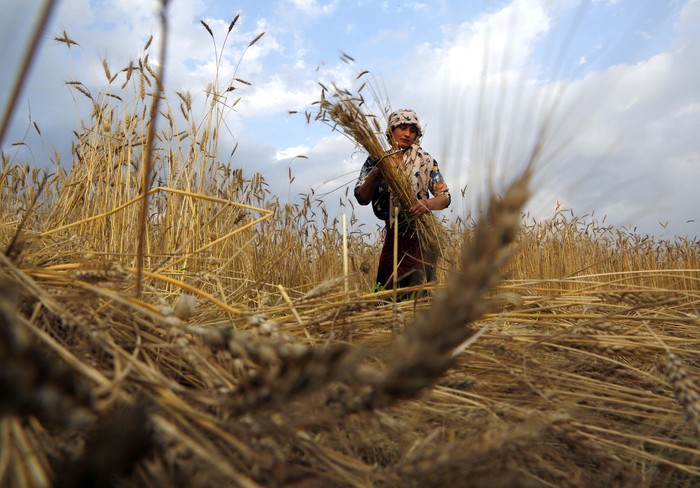 Petani Nepal Panen Gandum di Tengah Kurangnya Pekerja