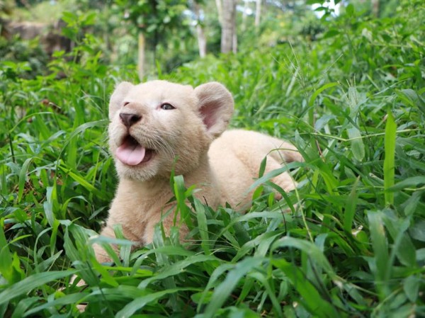 Bayi Singa Putih